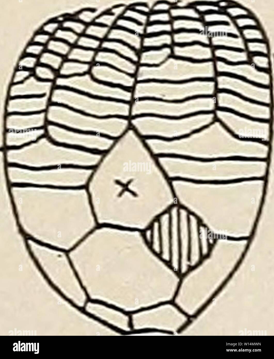 Archive image from page 20 of The Devonian crinoids of the Stock Photo ...