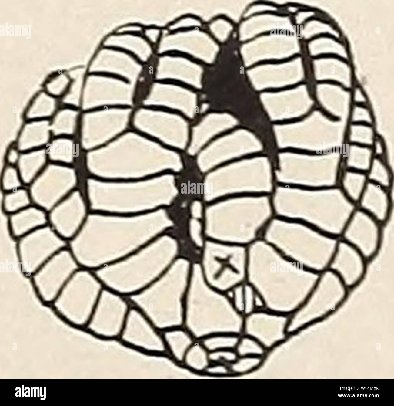 Archive image from page 20 of The Devonian crinoids of the Stock Photo ...