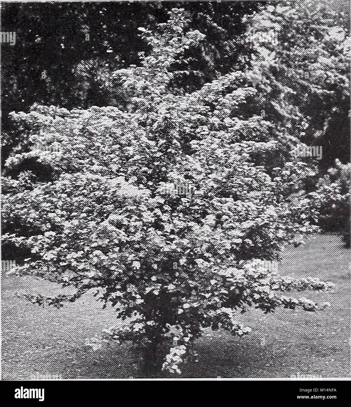 Cockspur hawthorn hi-res stock photography and images - Alamy