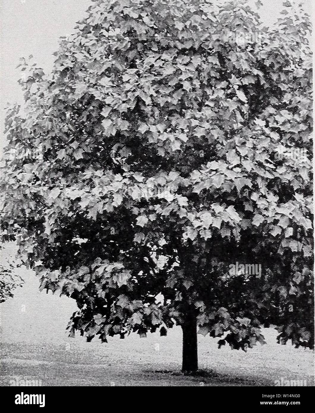 Hawthorn Tree Drawing High Resolution Stock Photography and Images - Alamy