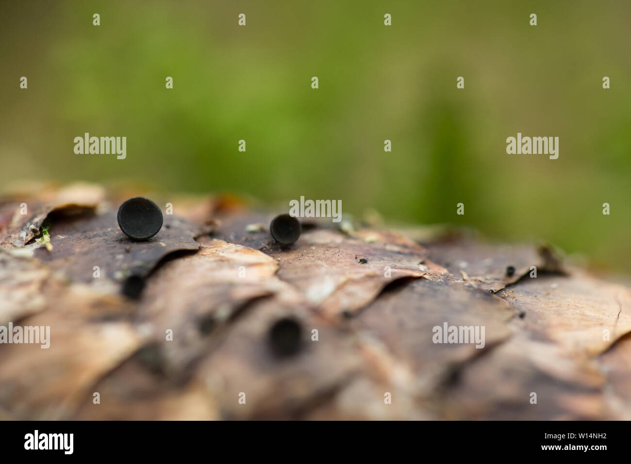 Cone cup hi-res stock photography and images - Alamy