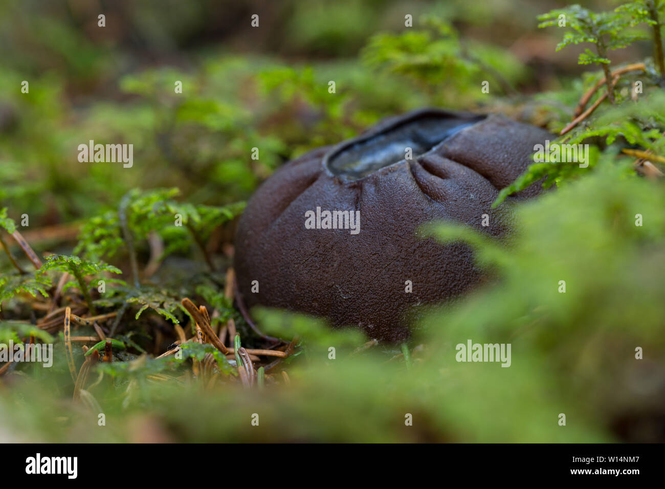 Cauldron body hi-res stock photography and images - Alamy