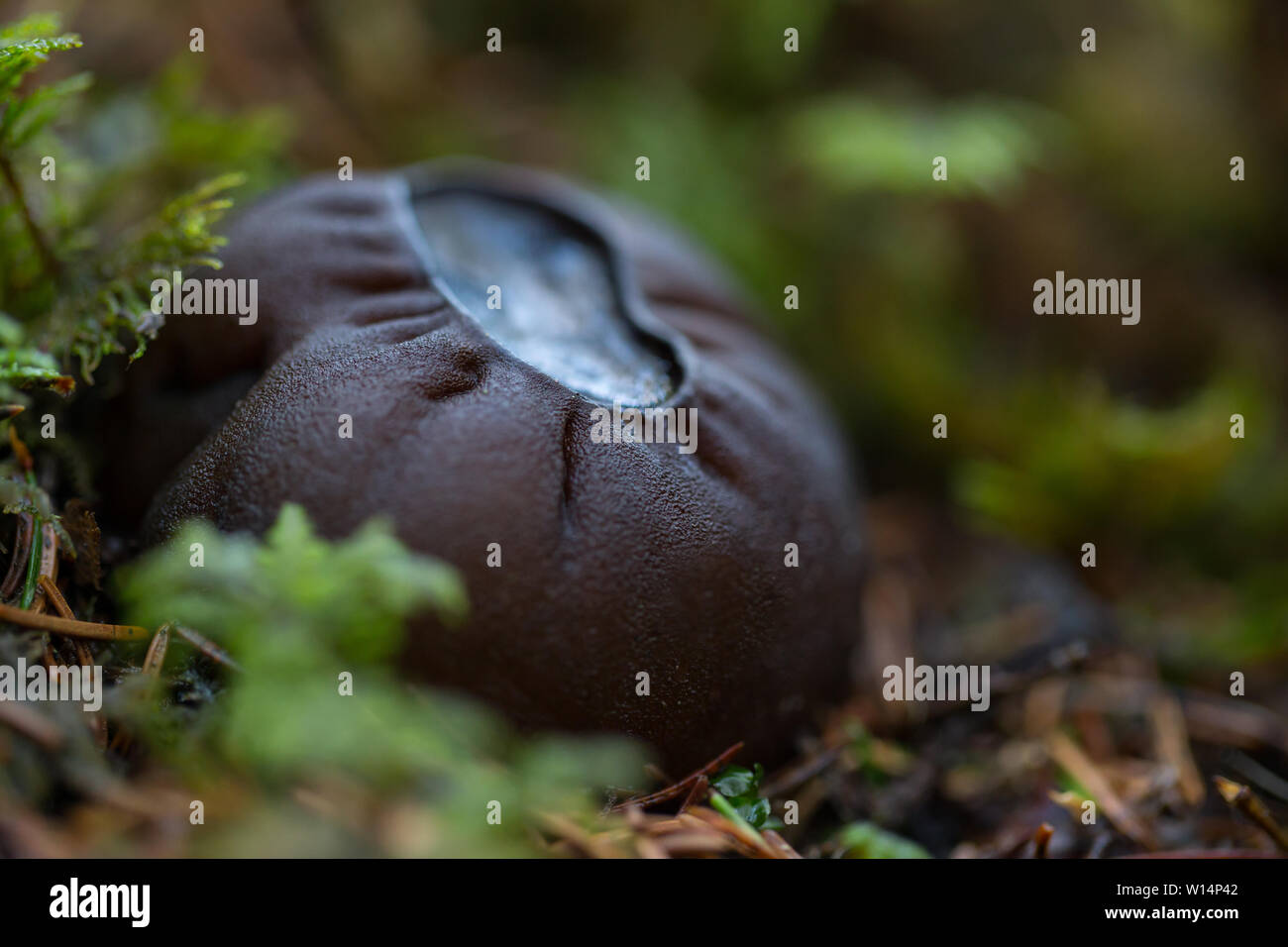 Cauldron body hi-res stock photography and images - Alamy