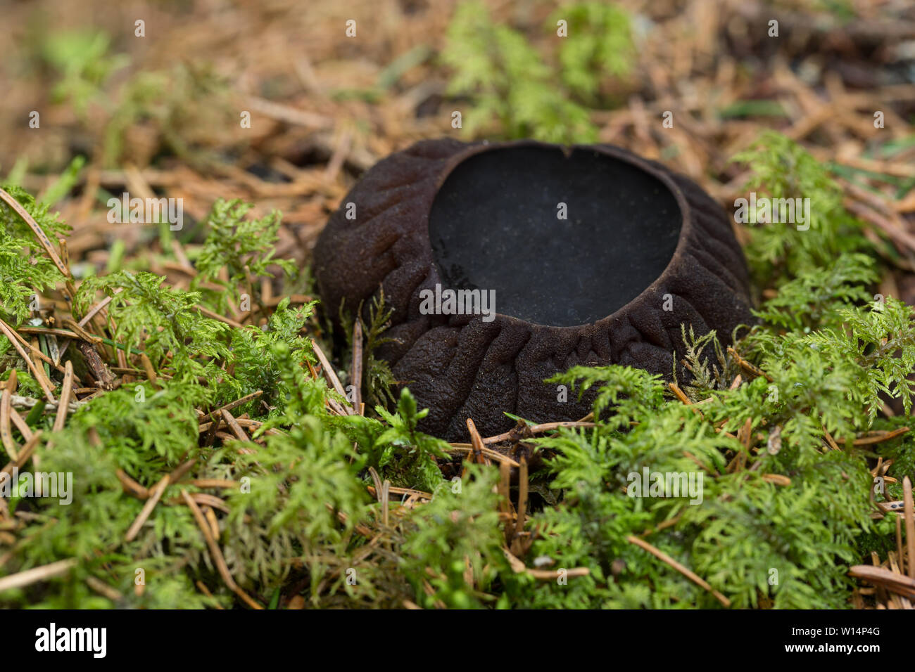 Witches cauldron hi-res stock photography and images - Alamy