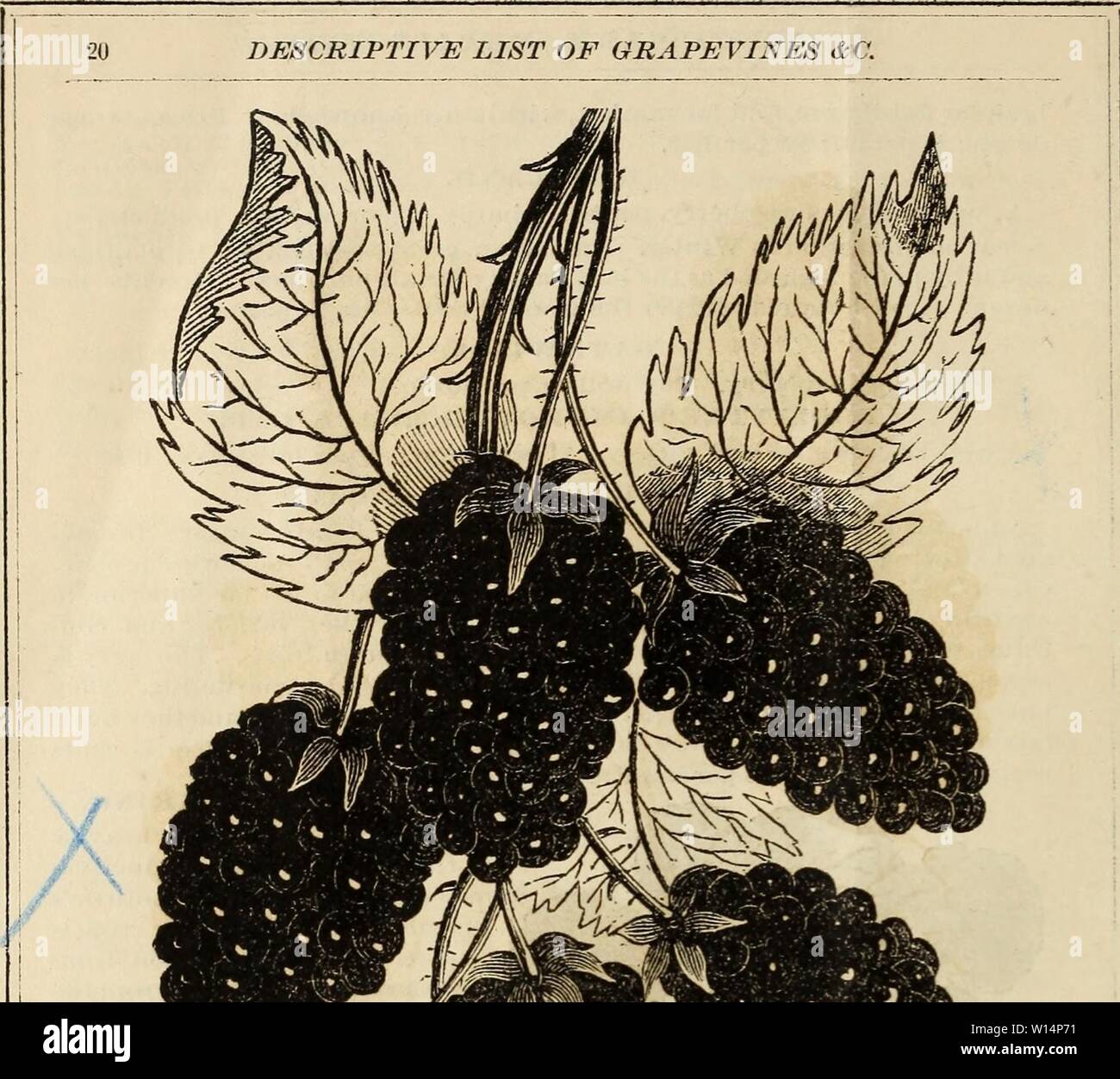 High descriptive position hi-res stock photography and images - Alamy