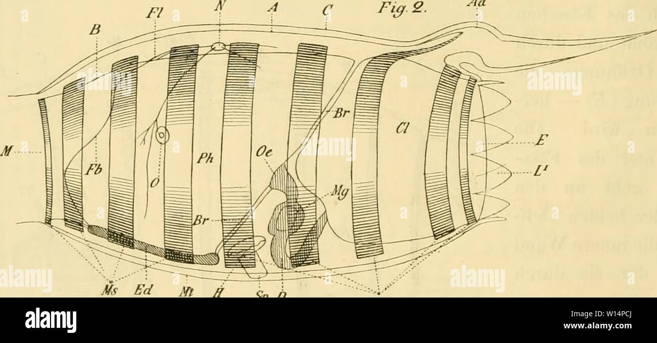 Doliolum High Resolution Stock Photography and Images - Alamy