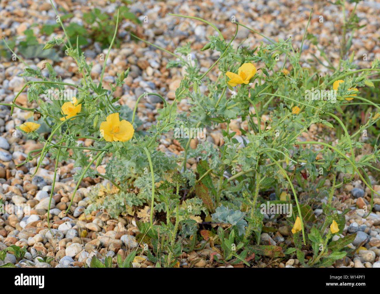 Yellow horned poppy (Glaucium flavum) plant with flowers and long seed ...
