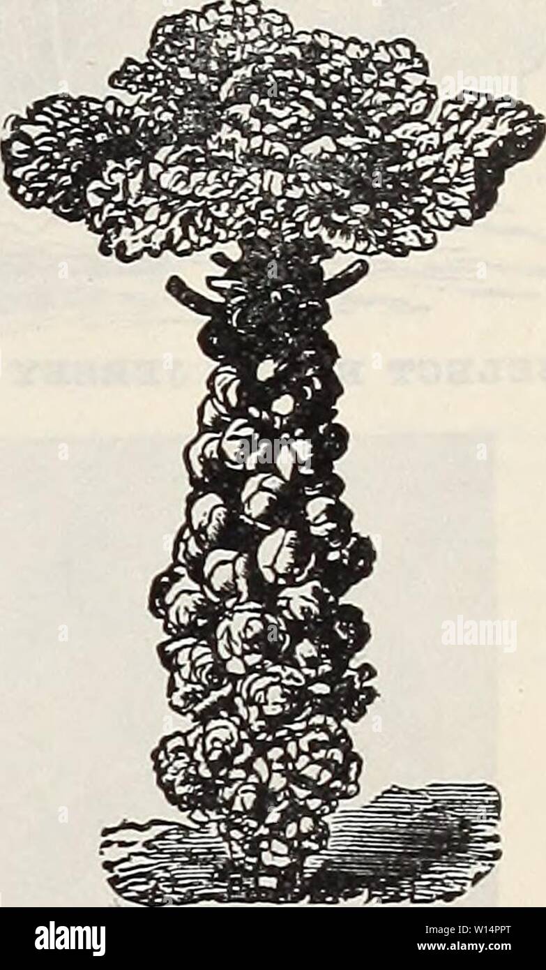 Calabrese illustration hi-res stock photography and images - Alamy