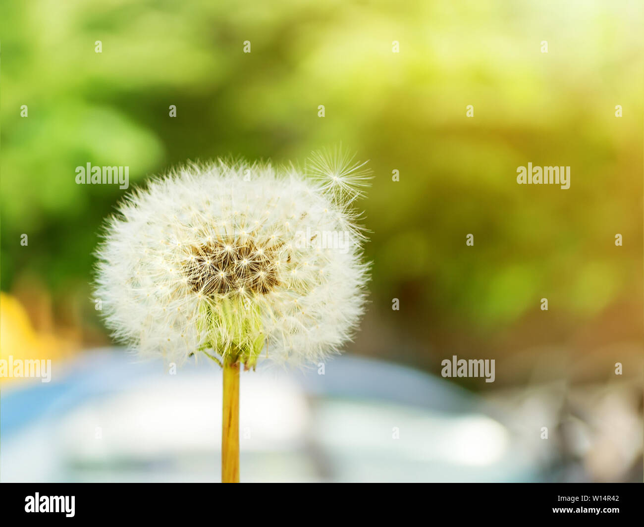 White blowball or dandelion seed head on a blurred urban background on ...