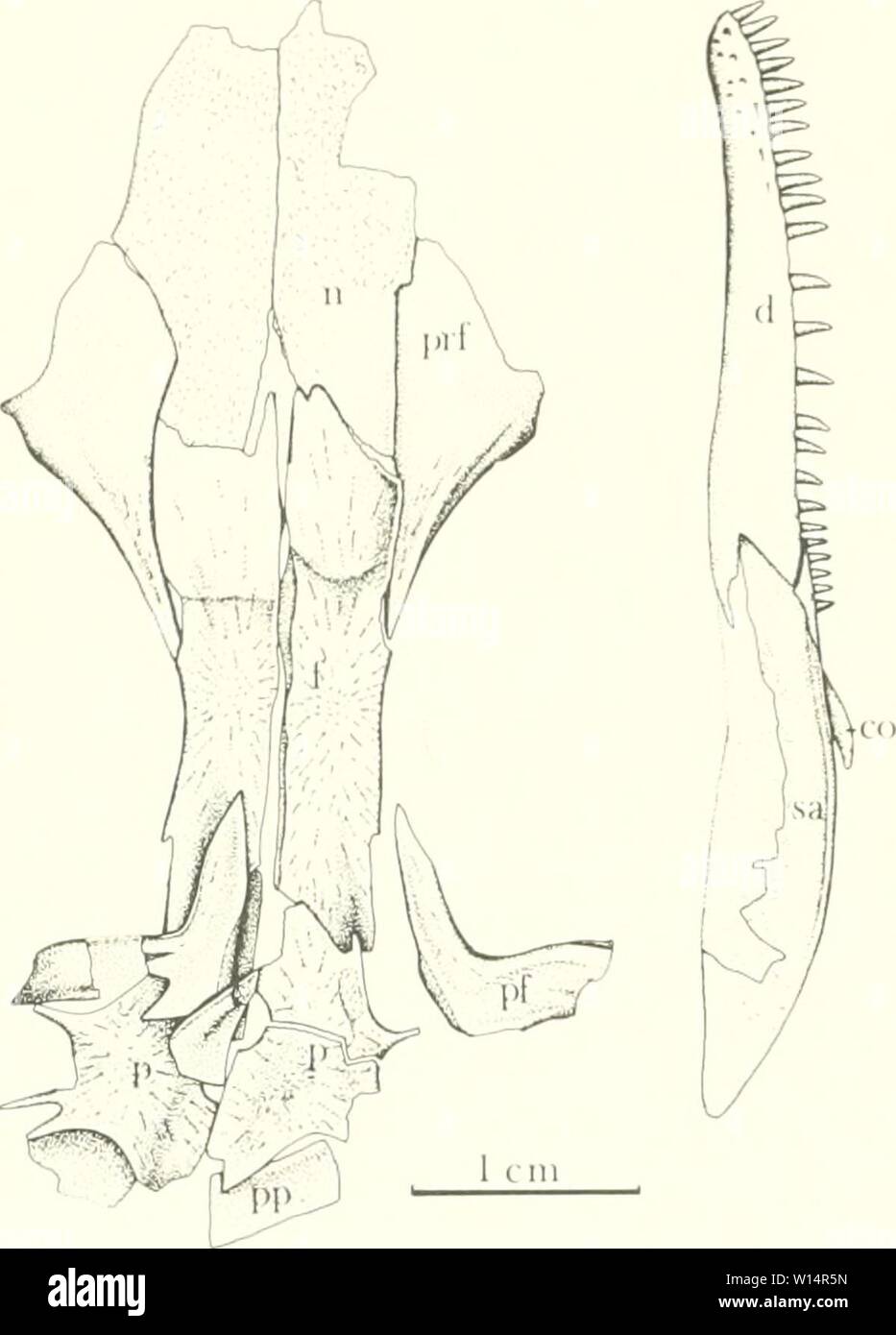 Archive image from page 25 of A diapsid reptile from the. A diapsid ...