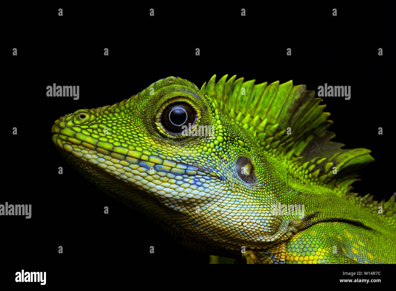 Head angled hi-res stock photography and images - Alamy