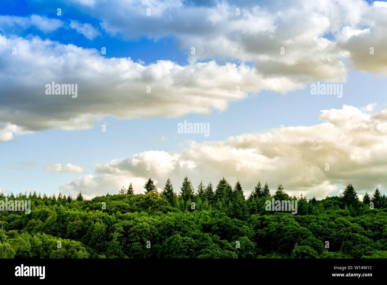 Minimal tree landscape background hi-res stock photography and images ...
