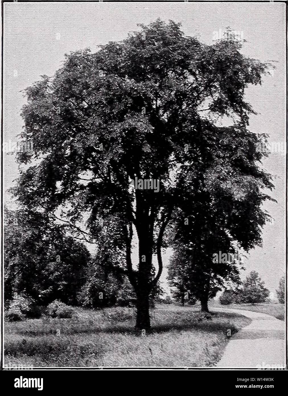 Large pyramidal tree hi-res stock photography and images - Alamy