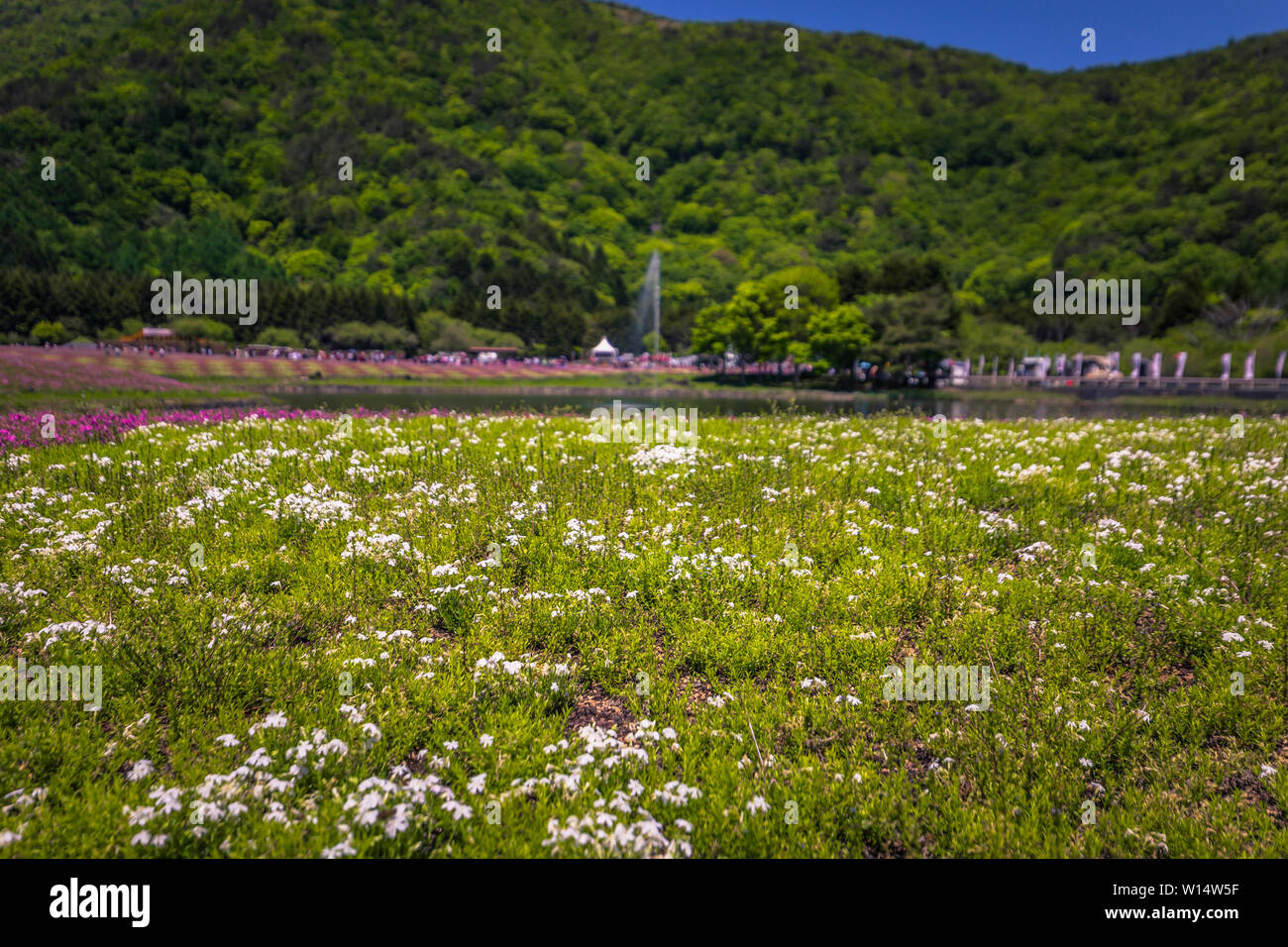 Motosu - May 24, 2019: Flower fields of Shiba-Sakura festival, Japan ...