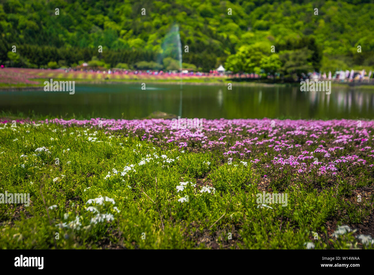 Motosu - May 24, 2019: Flower fields of Shiba-Sakura festival, Japan ...