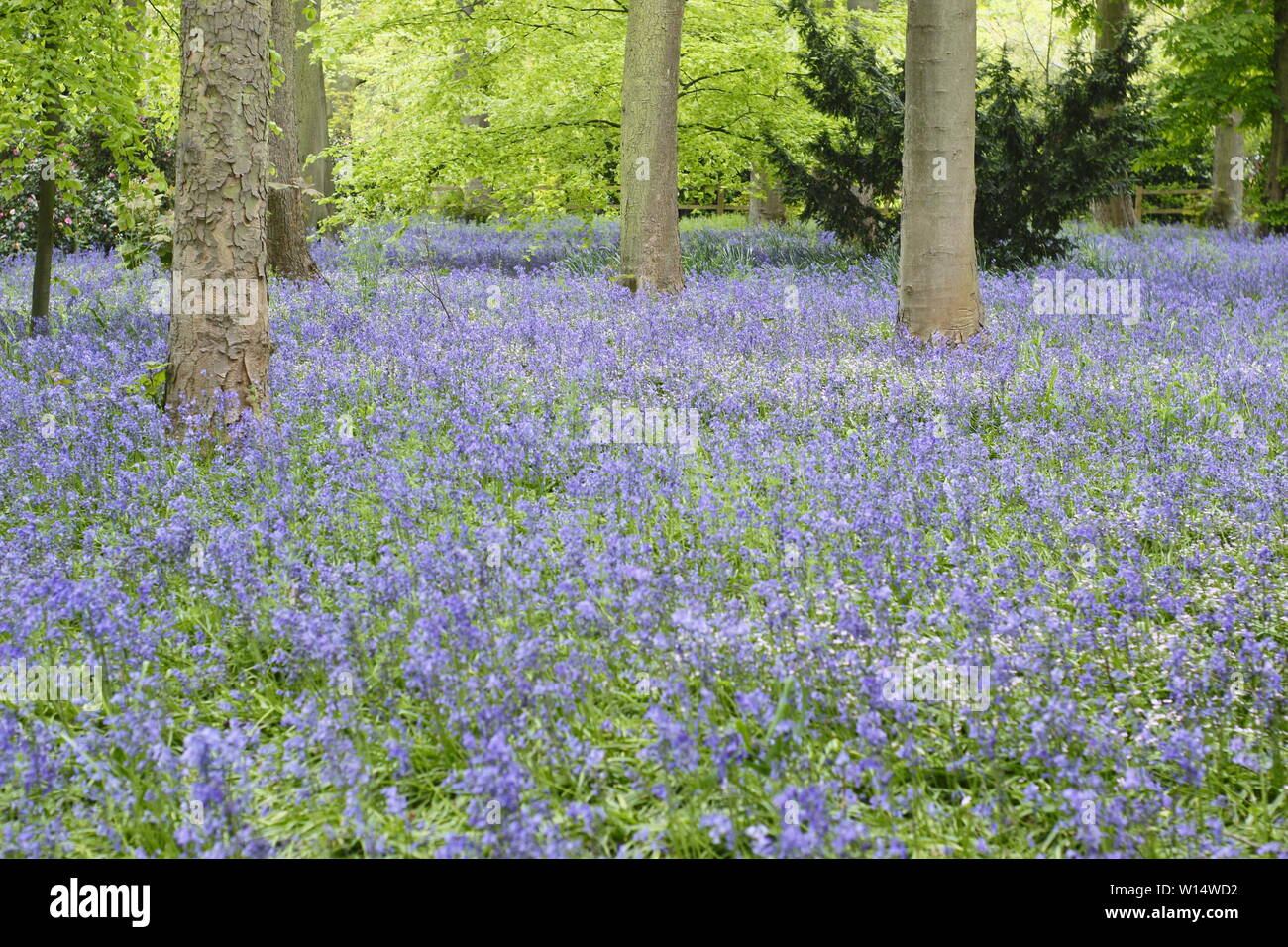 Hyacinthoides. Bluebells in the woodland at Renishaw Hall and Gardens ...