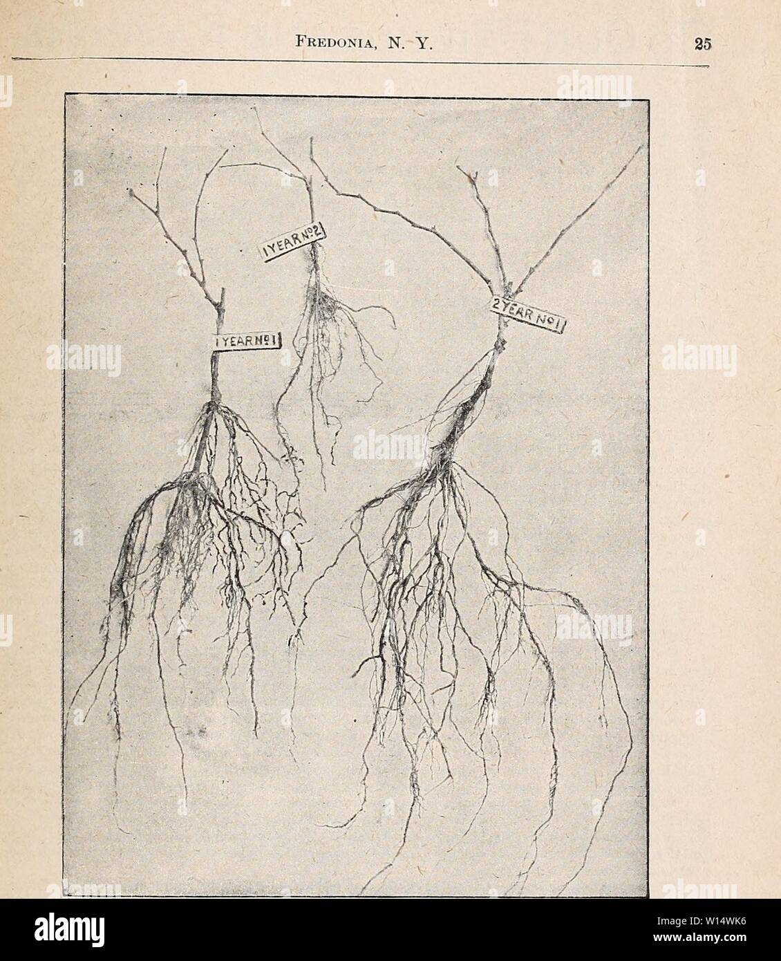 Archive image from page 28 of Descriptive catalogue of grape vines ...