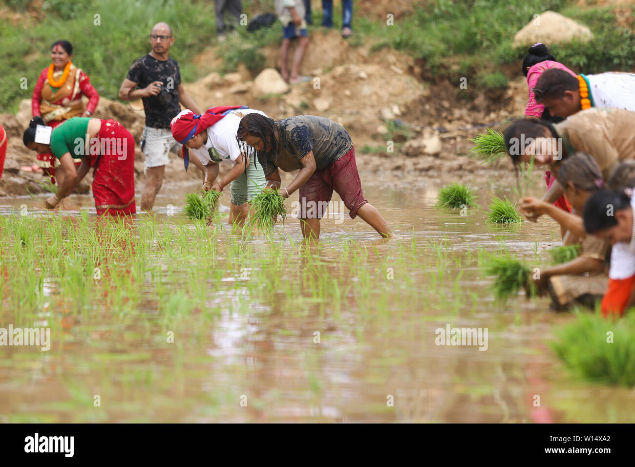 Annual rice planting season hi-res stock photography and images - Alamy