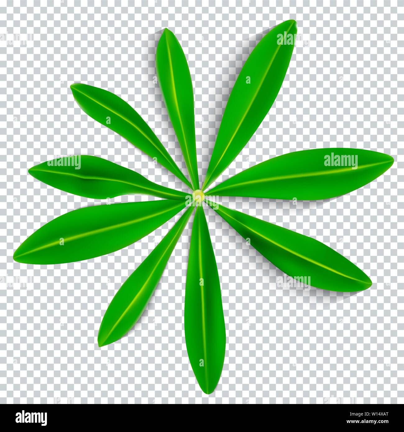 Naturalistic Colorful Lupine Leaf on Transparent Background. Vec Stock ...