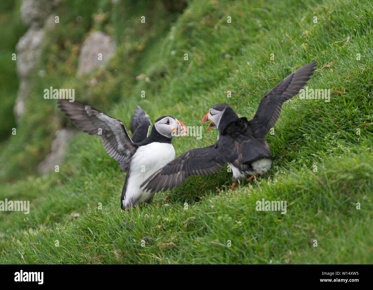 Atlantic Puffins Fratercula arctica fighting on cliff at Hermaness NNR ...