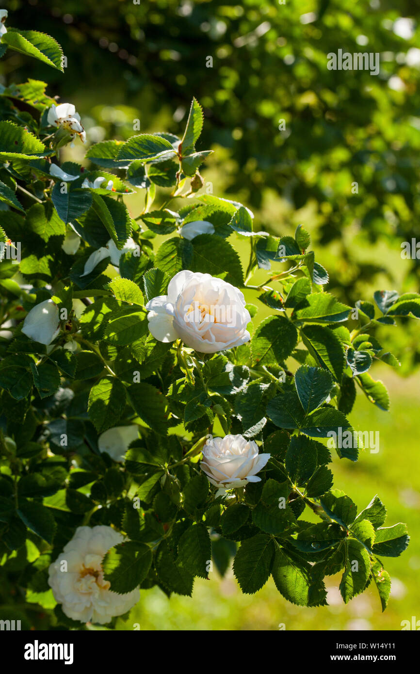 Rosa madame hardy hi-res stock photography and images - Alamy