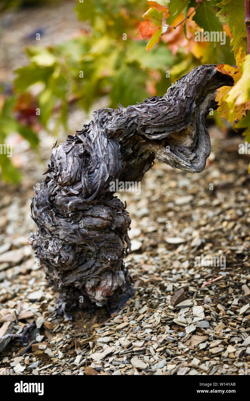 Old vine priorat hi-res stock photography and images - Alamy