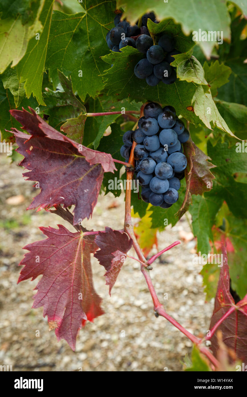 Grenache grapes hi-res stock photography and images - Alamy Grenache grapes hi-res stock photography and images - Alamy