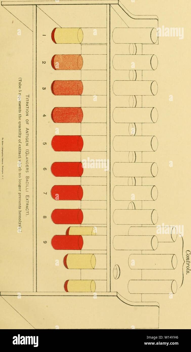 Archive image from page 30 of The diagnosis of glanders by. The ...