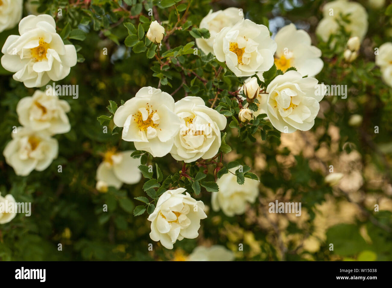 Rosa pimpinellifolia, the burnet rose (also known as Scotch Rose ...