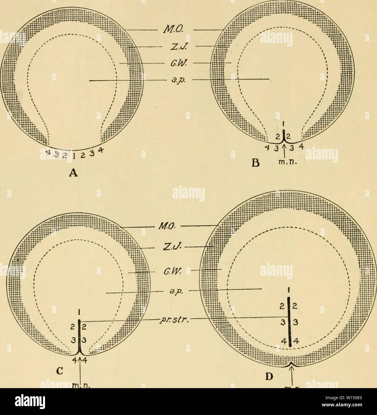 Archive image from page 101 of The development of the chick. The ...