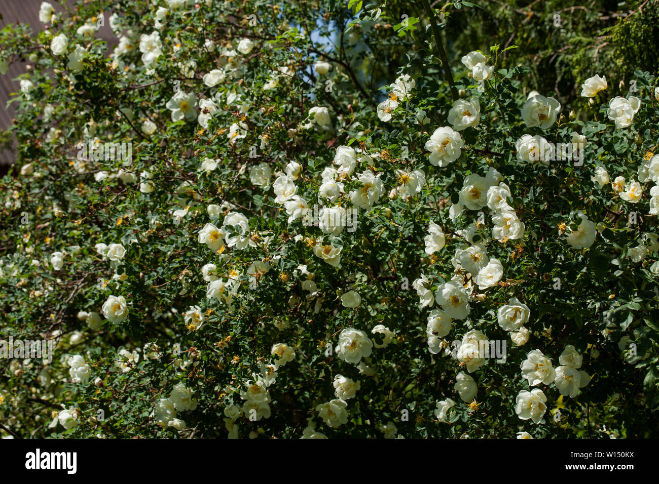 Rosa pimpinellifolia, the burnet rose (also known as Scotch Rose ...