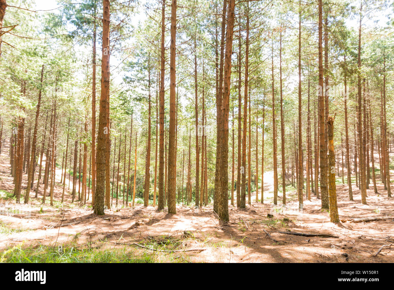 Pine tree plantation Stock Photo - Alamy