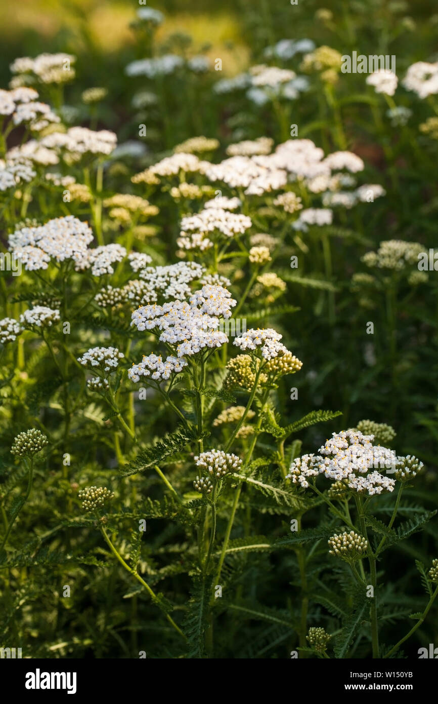 Achillea millefolium field hi-res stock photography and images - Alamy