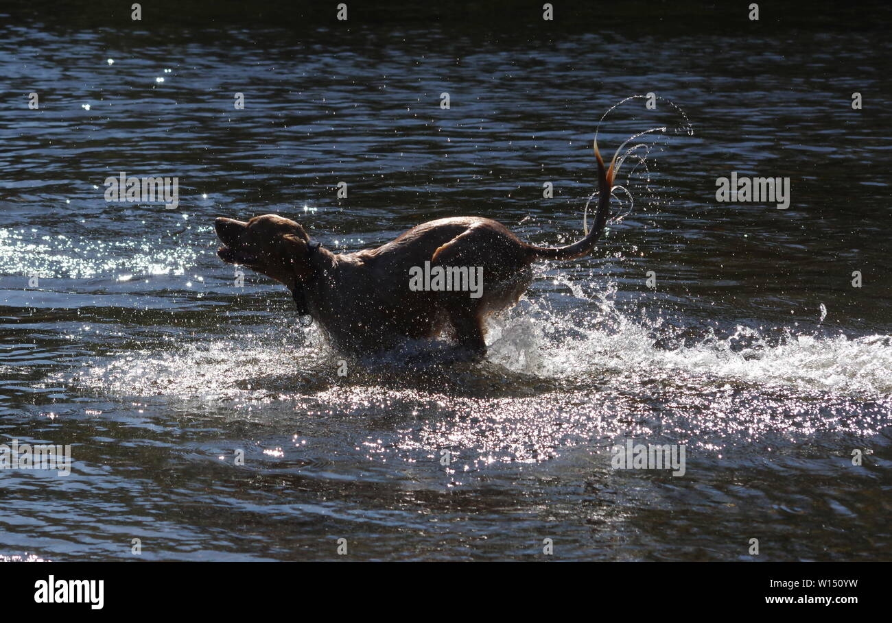 Dog running in water Stock Photo - Alamy