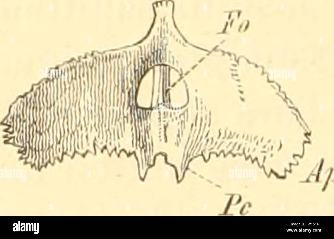 Fossa pterygoidea hi-res stock photography and images - Alamy