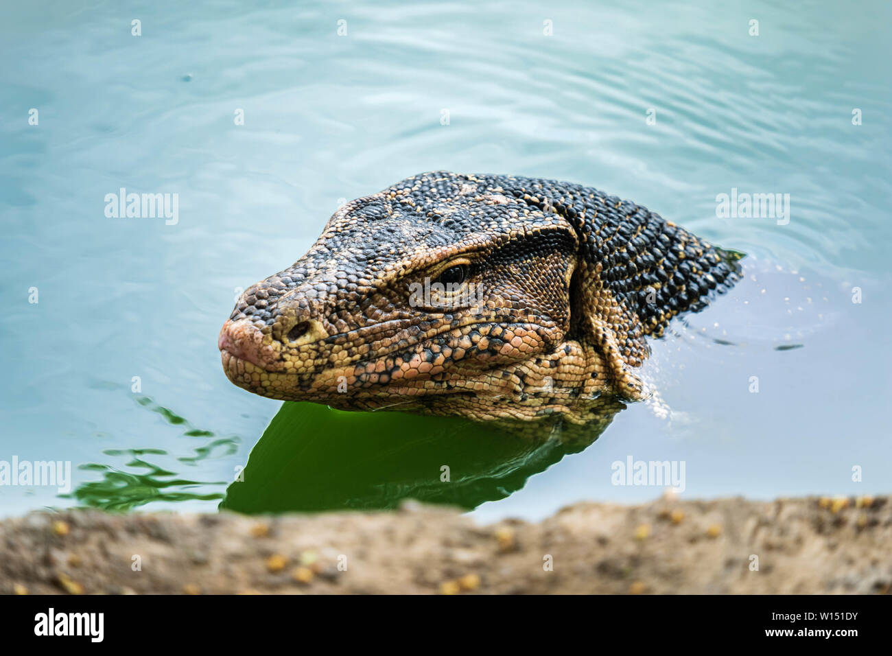 Southeast asian water monitor lizard hi-res stock photography and ...