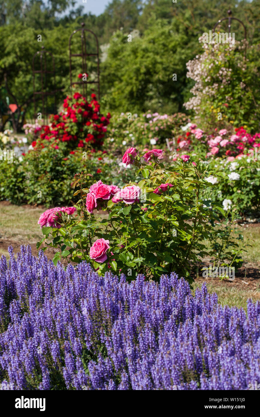 Beautiful summer garden with roses and salvia nemorosa Stock Photo - Alamy