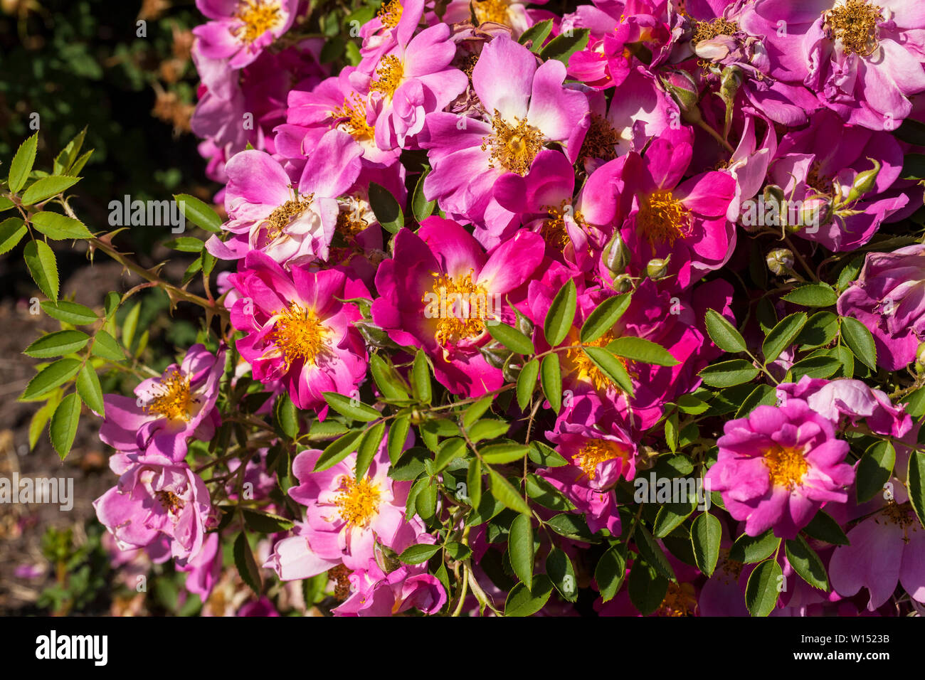 Early rose hi-res stock photography and images - Alamy