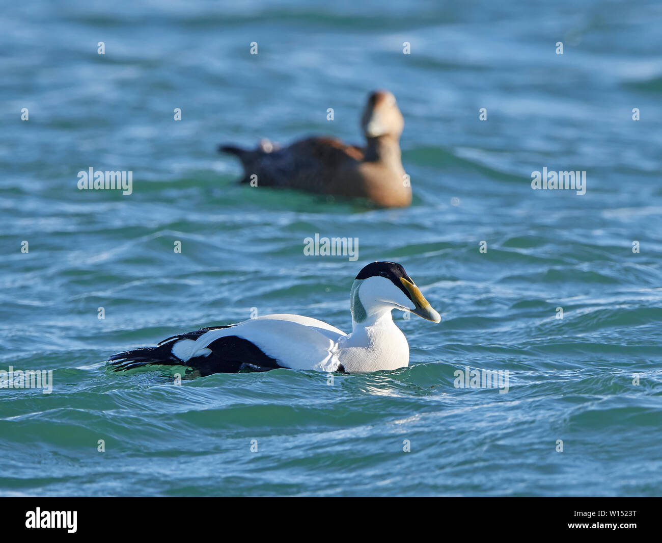 Eider swimming hi-res stock photography and images - Alamy