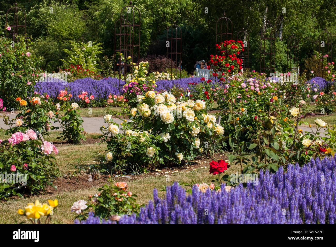 Beautiful summer garden with roses and salvia nemorosa Stock Photo - Alamy