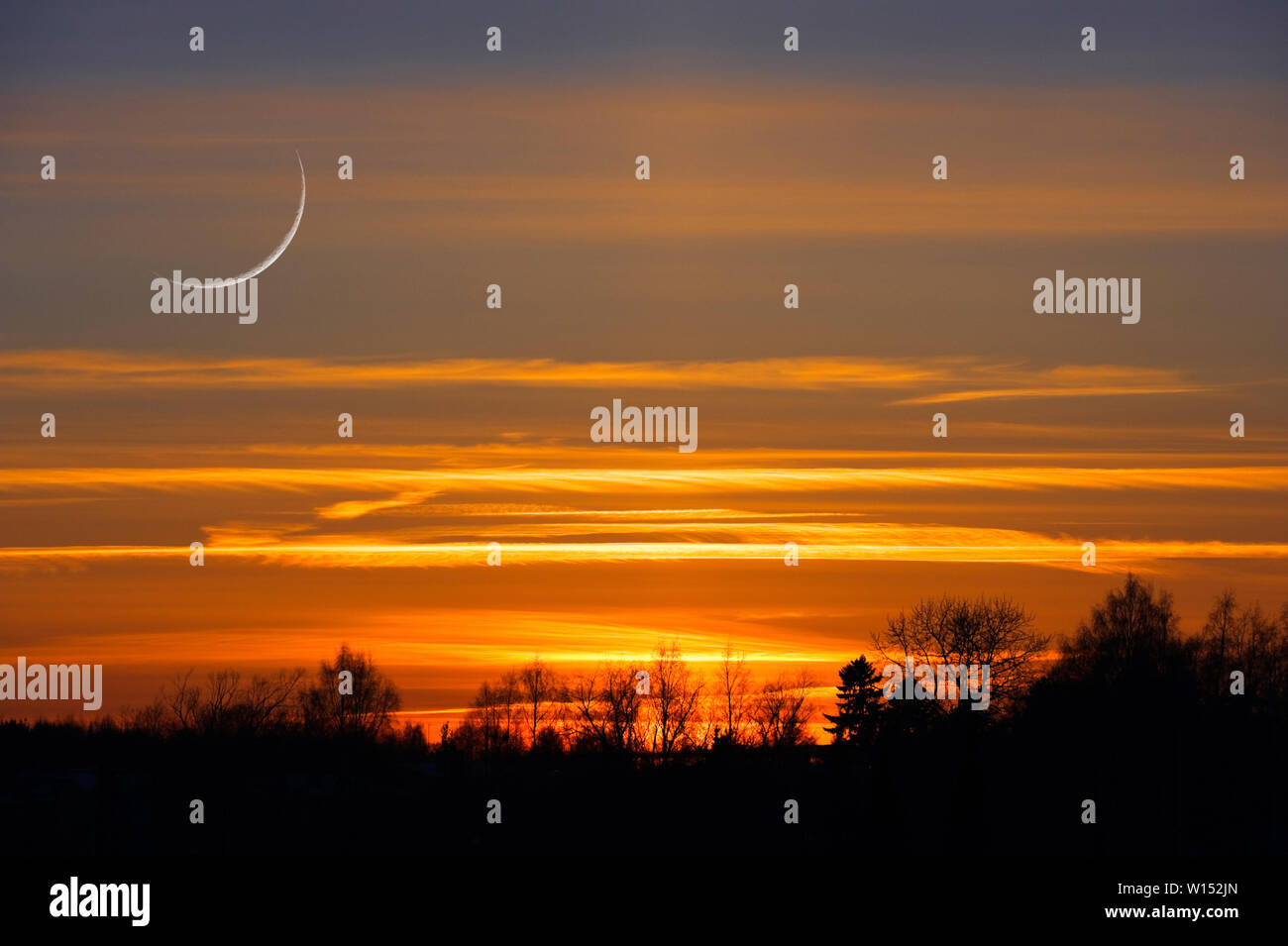 Crescent moon in twilight sky. Sunset clouds behind treetop silhouettes ...