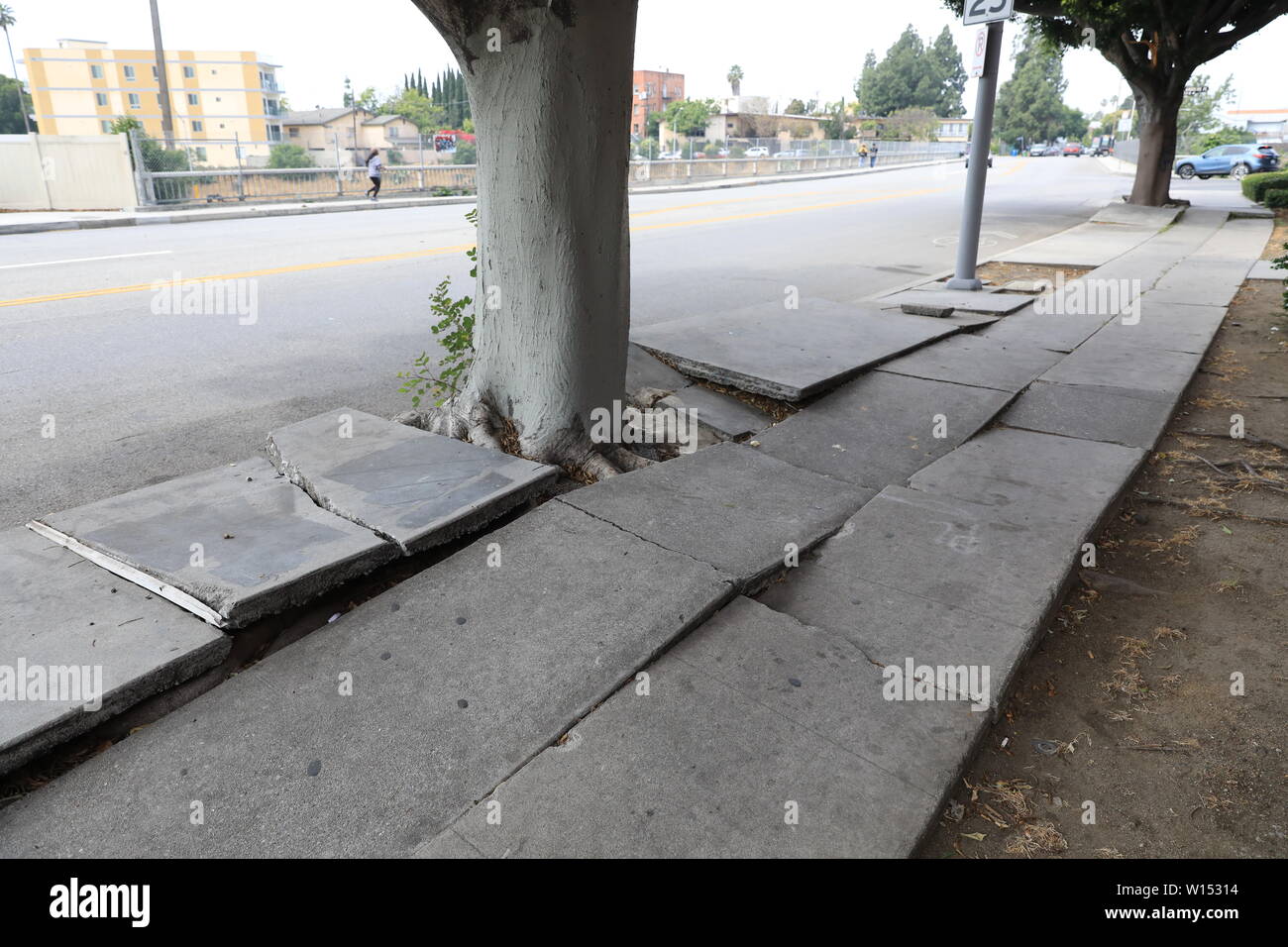 Tree Roots Destroy The Sidewalk Stock Photo - Alamy