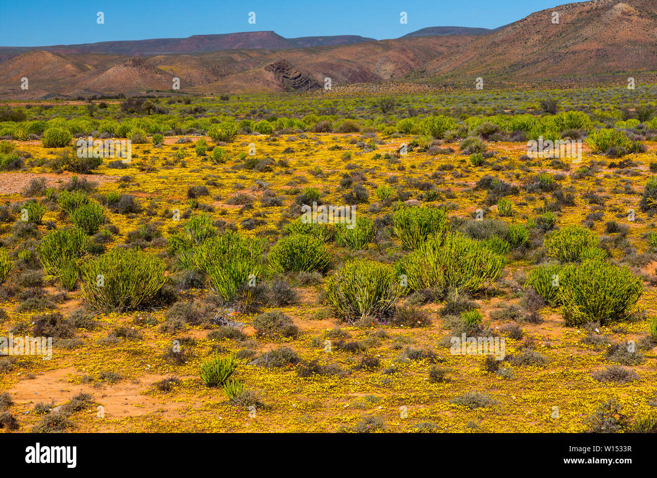 Flower Season, Nieuwoudtville, Namaqualand, Northern Cape province ...