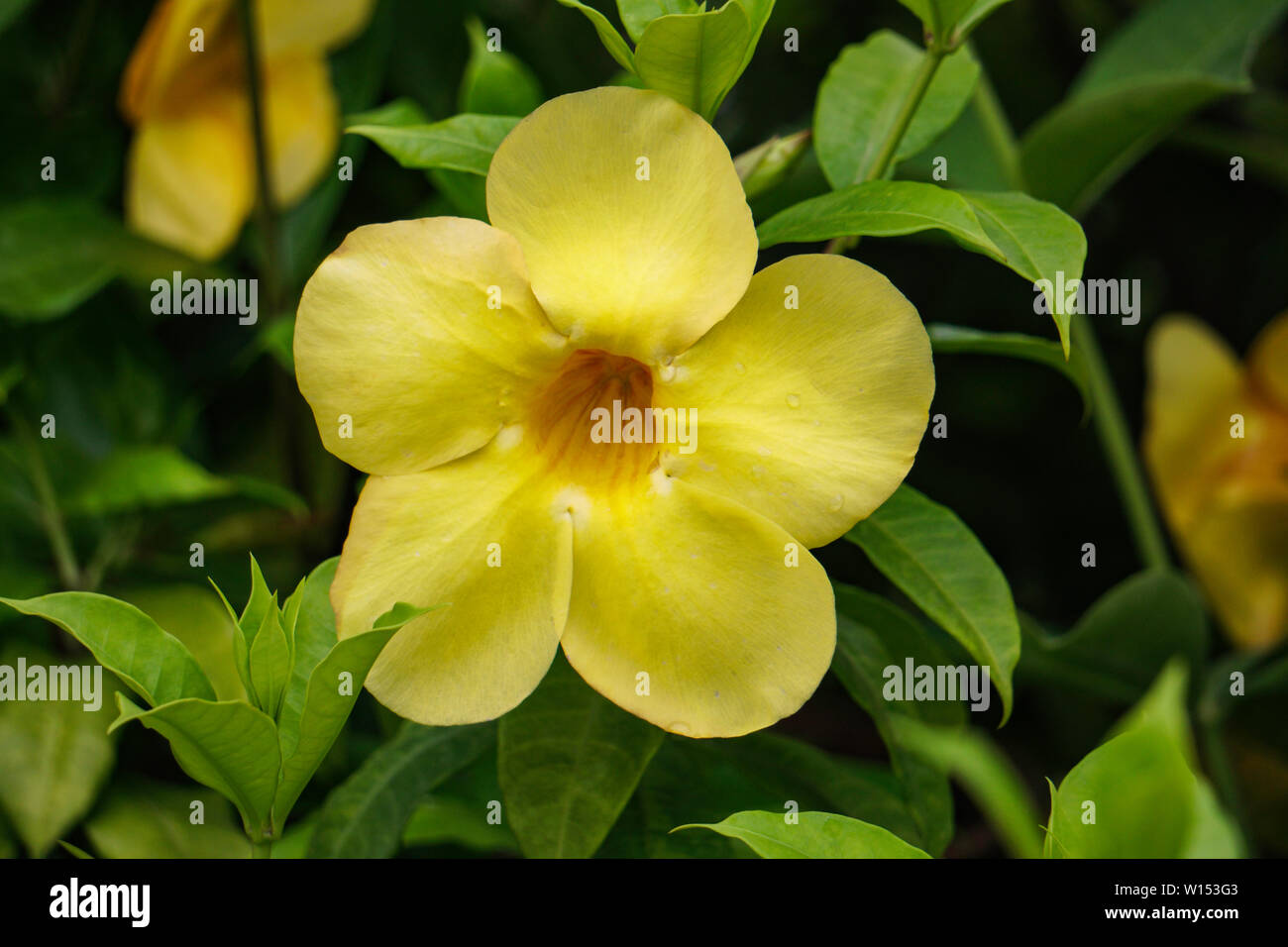 Photo of single daisy flower hi-res stock photography and images - Alamy