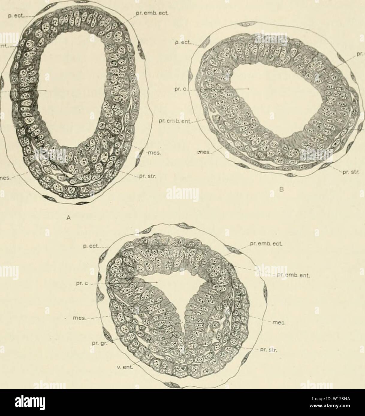 Extraembryonic mesoderm hi-res stock photography and images - Alamy