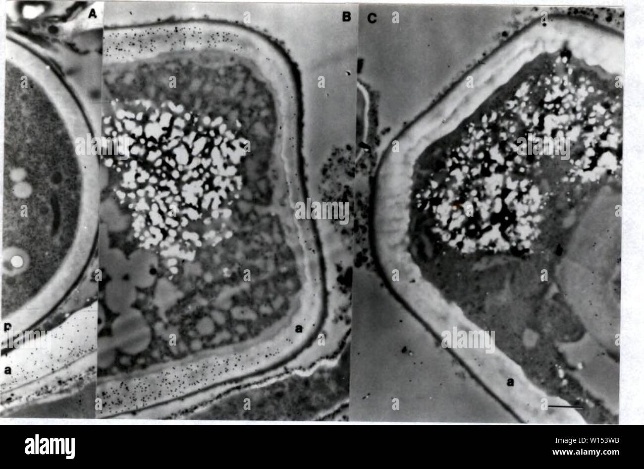 Archive image from page 110 of Development of cytochemical methods for ...