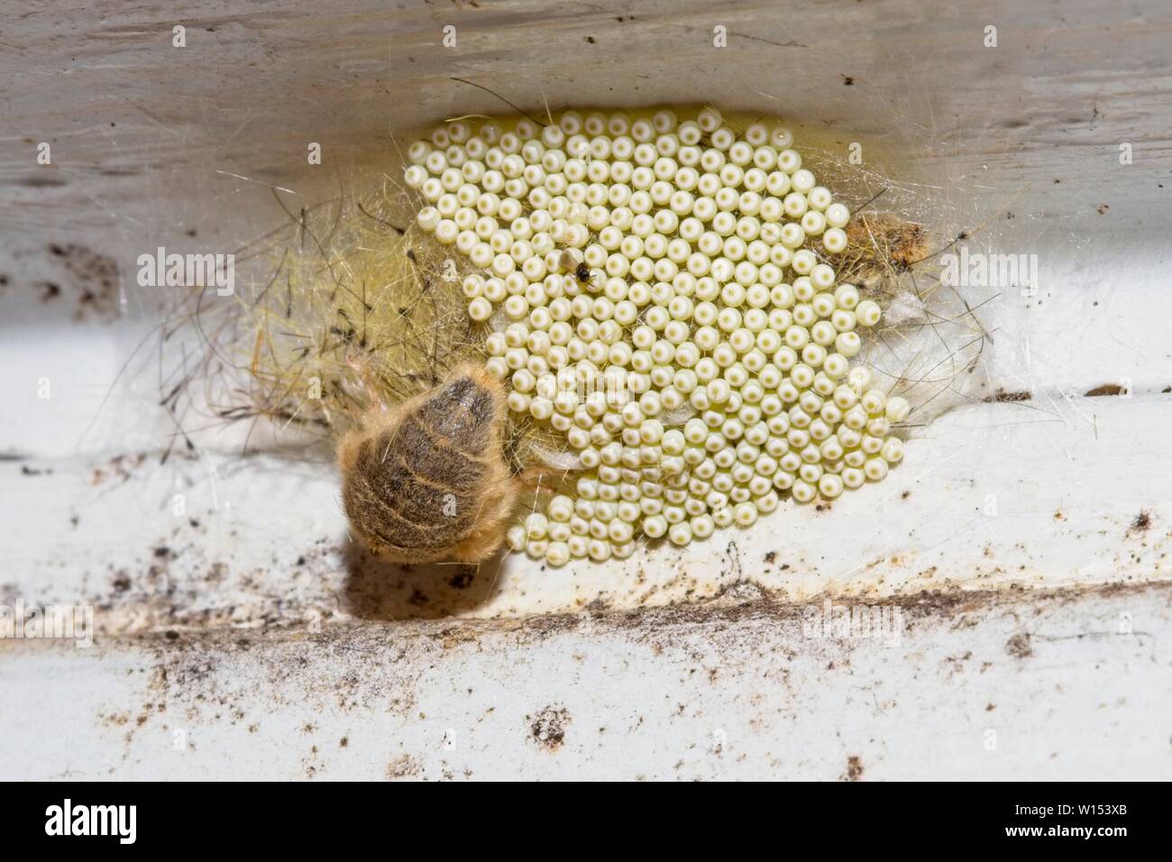 Moth eggs hi-res stock photography and images - Alamy