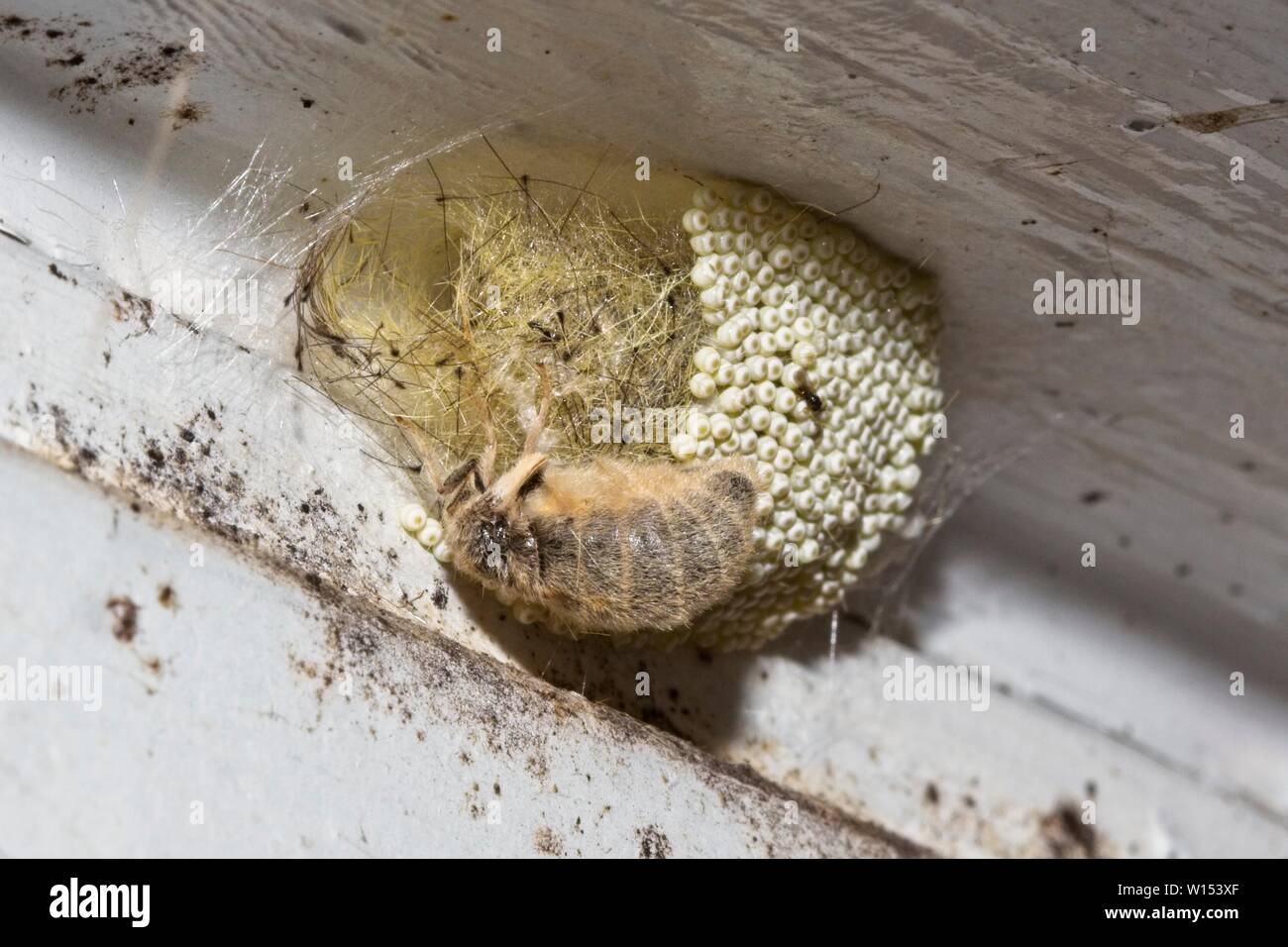 Female Vapourer moth (Orgyia antiqua) laying eggs, East Sussex,Uk Stock Photo - Alamy