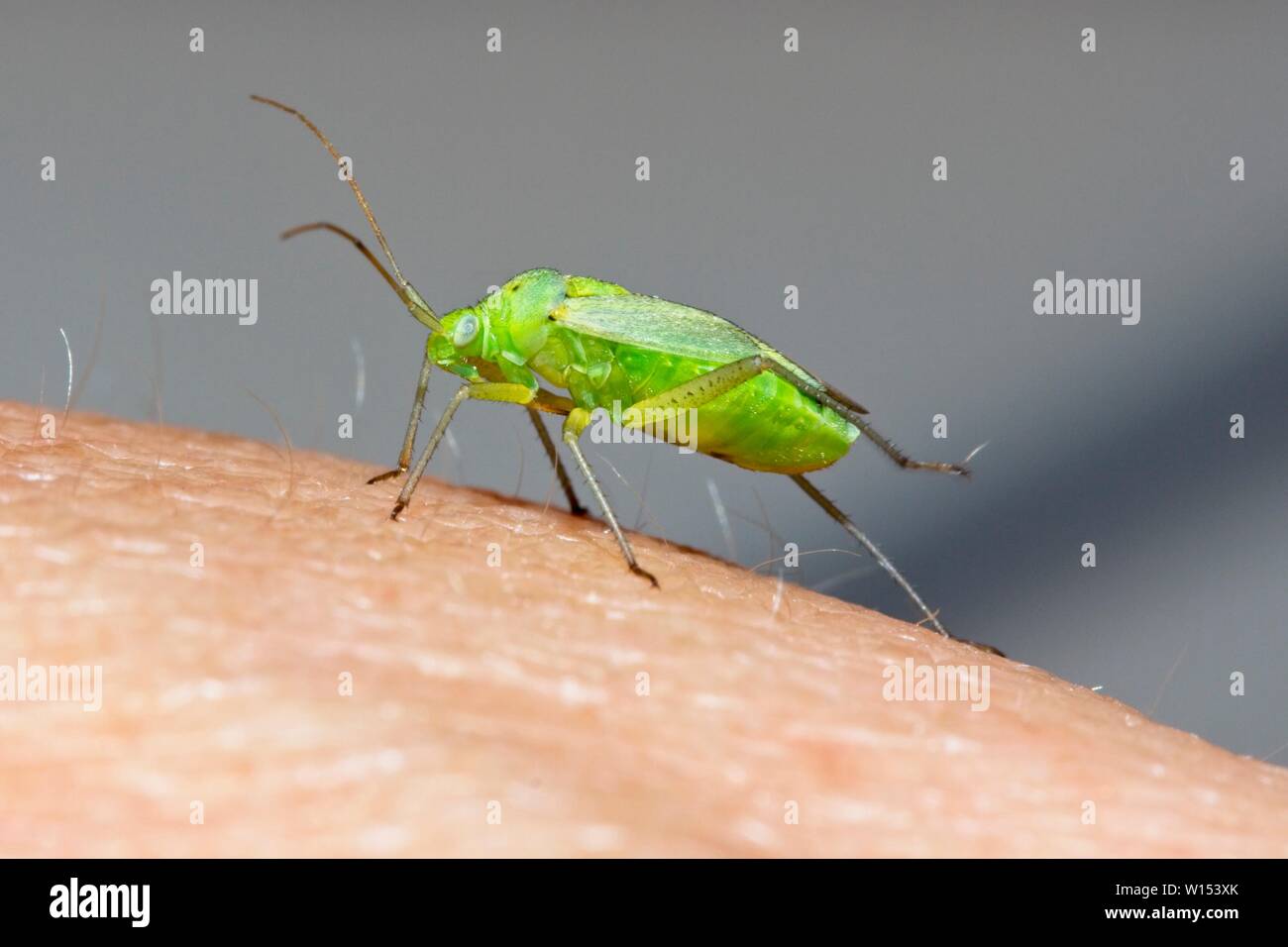 Capsid bugs hi-res stock photography and images - Alamy