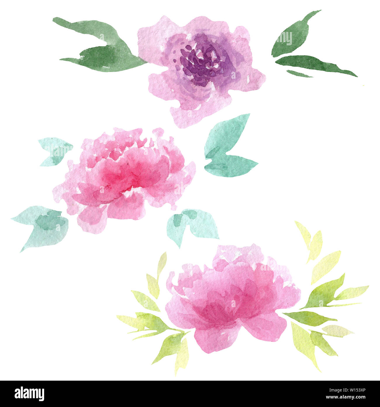 Peony floral botanical flowers. Watercolor background illustration set ...